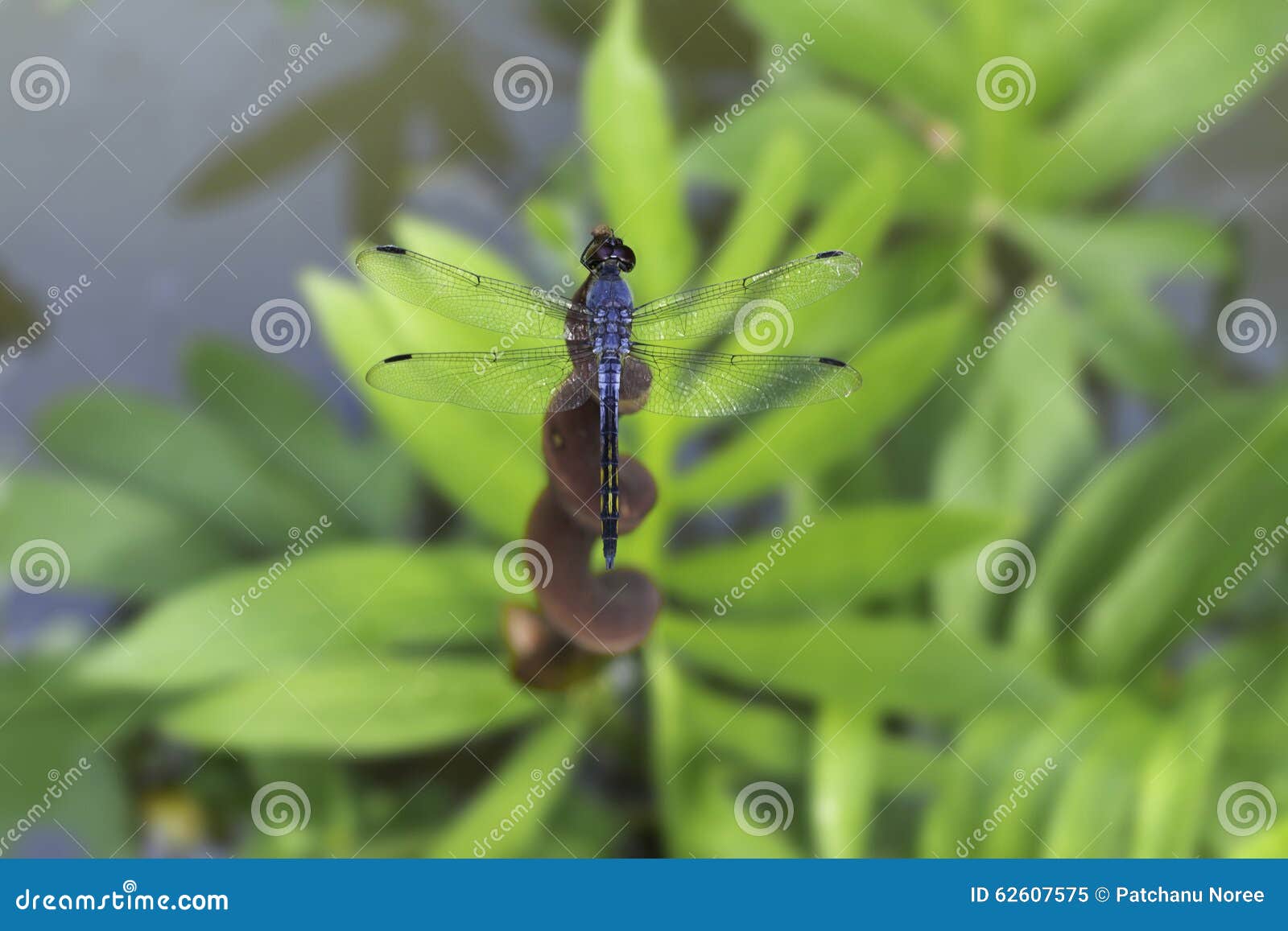Libellula blu immagine stock. Immagine di libellula, verde - 62607575