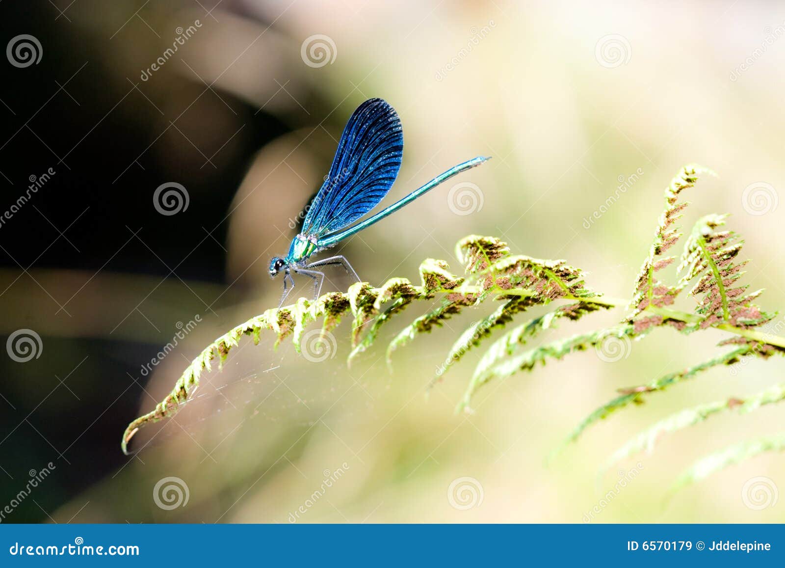 Libellula blu immagine stock. Immagine di macro, animale - 6570179