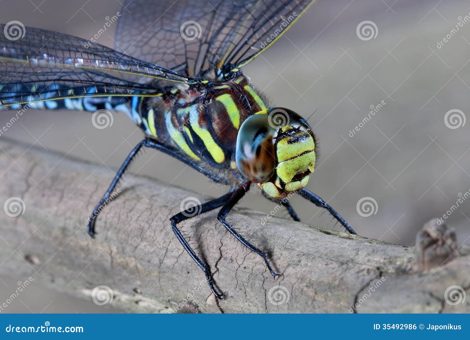Libellula Blu Che Riposa Sul Ramo Fotografia Stock - Immagine di vivere ...