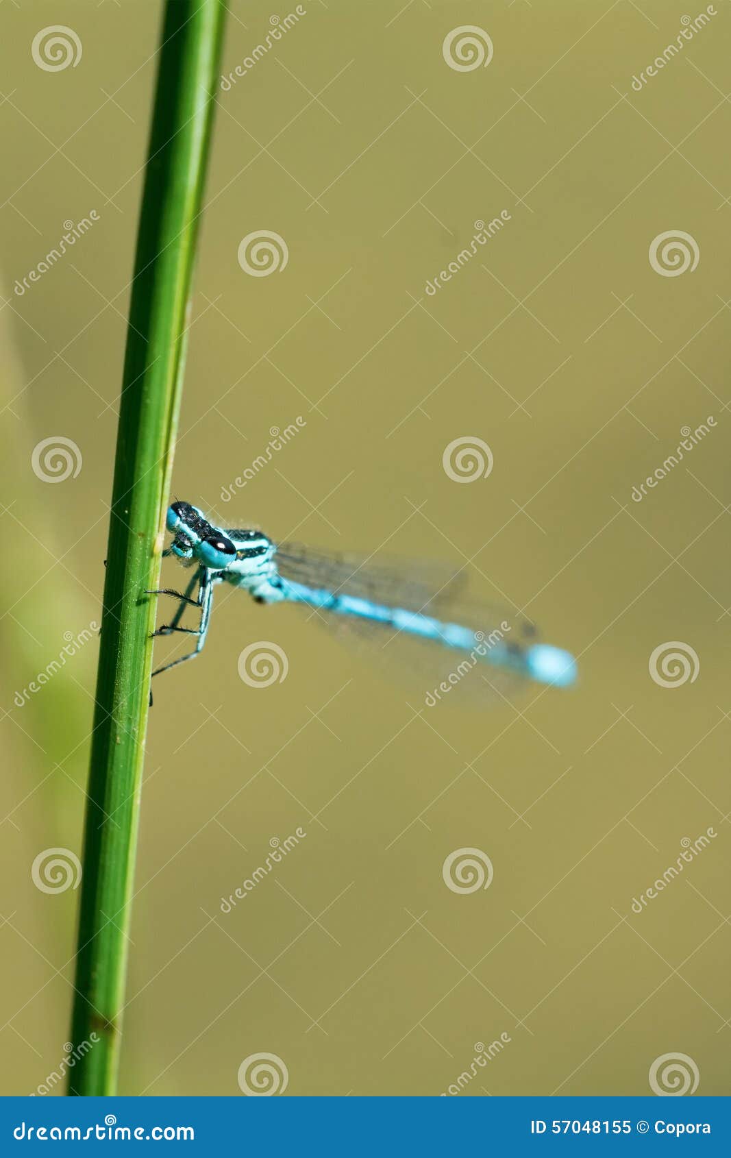 Libellula Blu Che Si Siede Su Una Lama Di Erba Immagine Stock ...