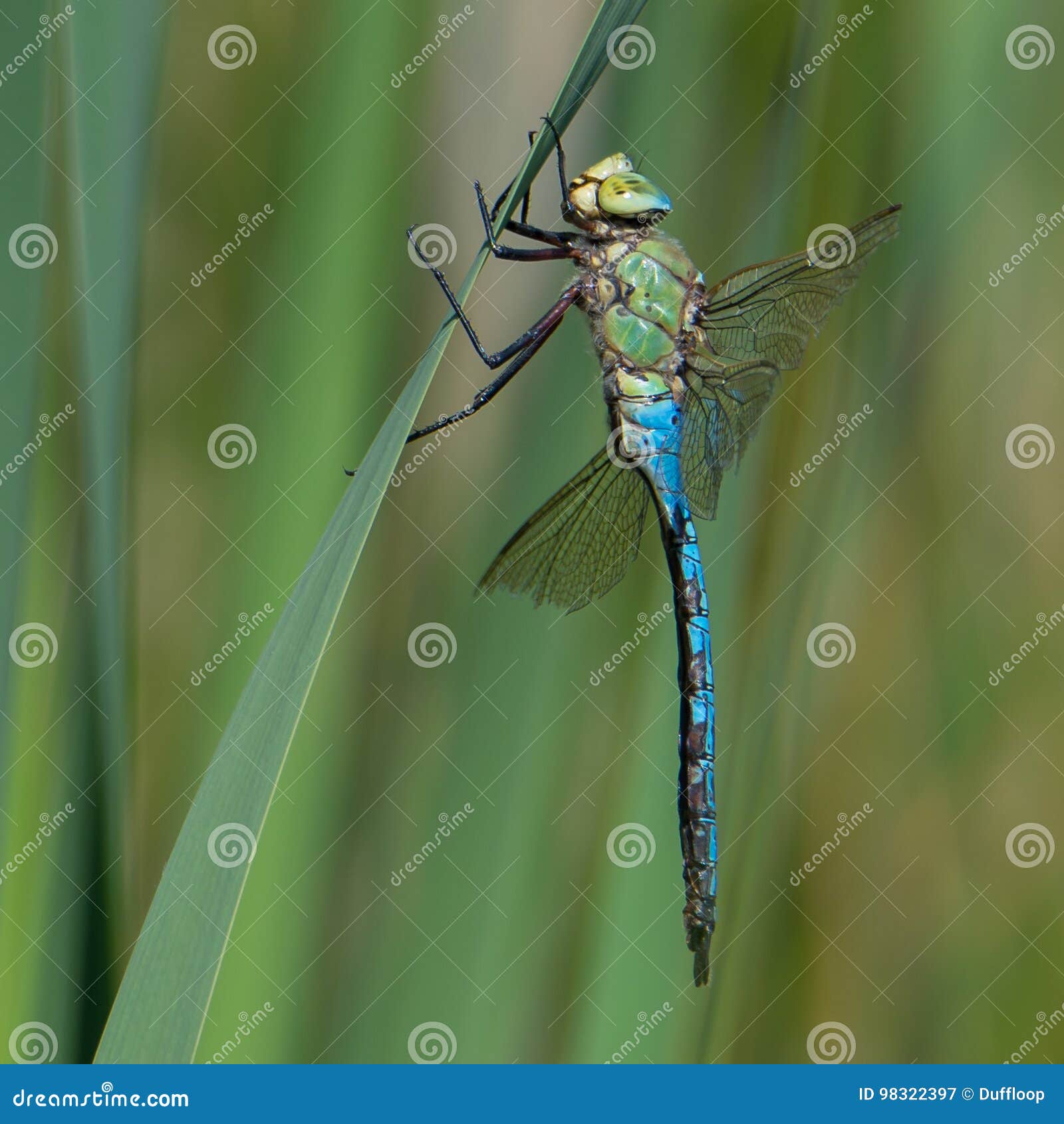 Libellula Blu Dell'imperatore Con Le Ali Rotte Immagine Stock ...