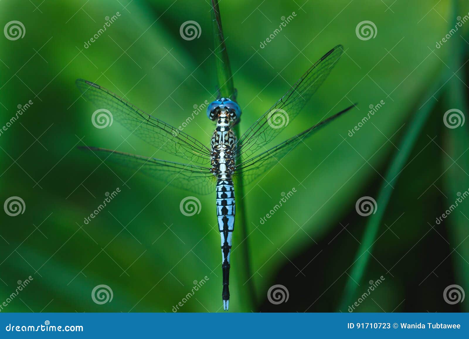 Libellula Blu, Libellule, Insetti Immagine Stock - Immagine di erba ...