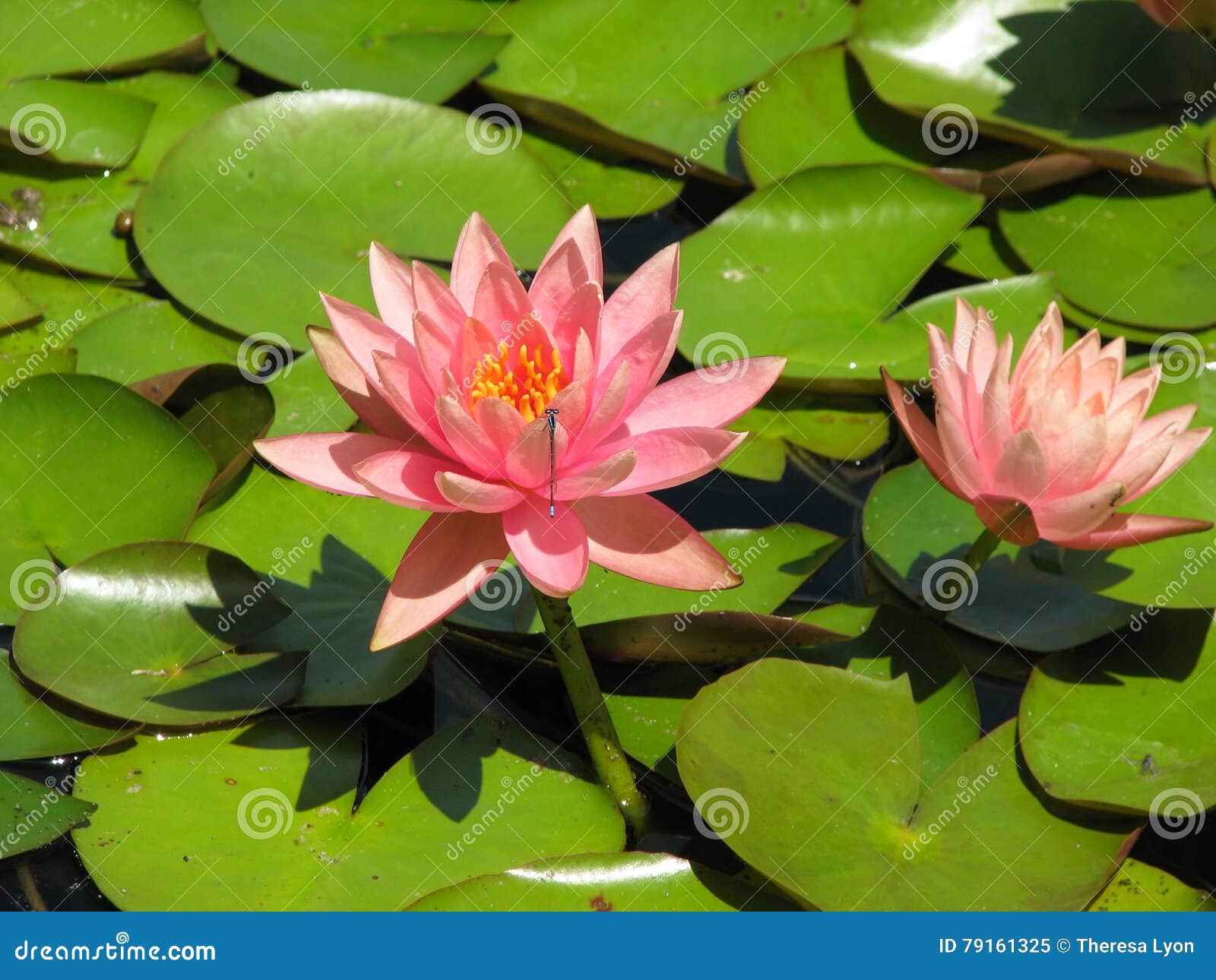 Libellula Blu Sul Fiore Rosa Della Ninfea Immagine Stock - Immagine di ...