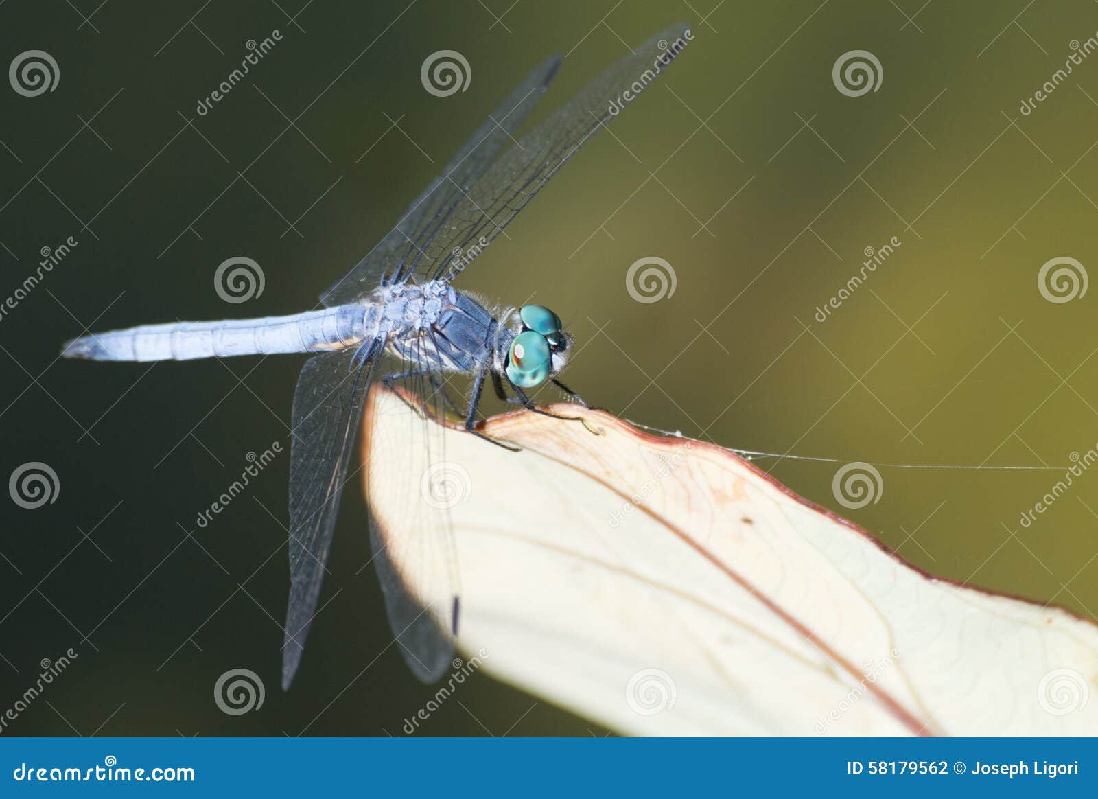 Libellula blu sulla foglia fotografia stock. Immagine di alzavola ...