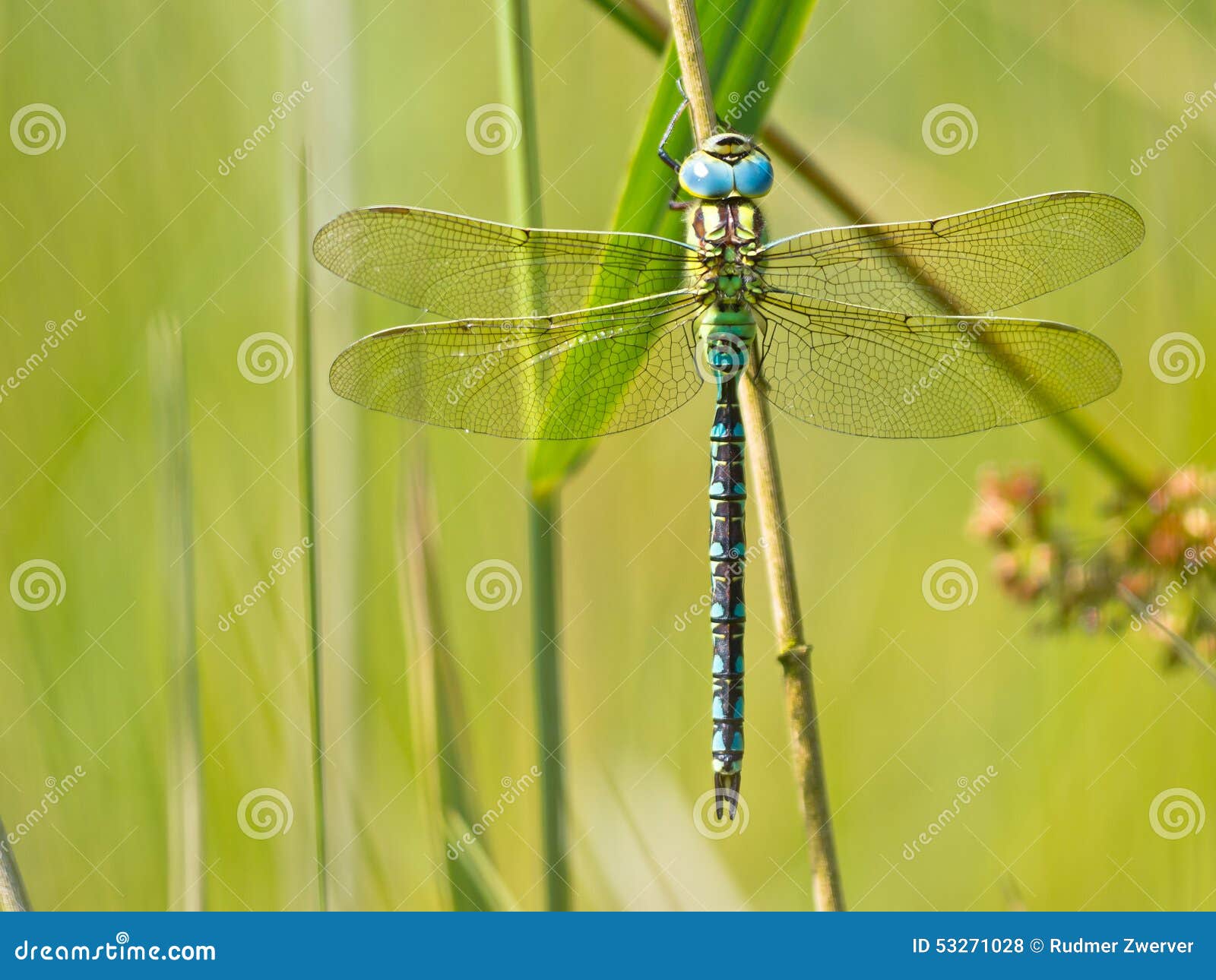 Libellula Che Riposa Su Un Foglio Fotografia Stock - Immagine di testa ...