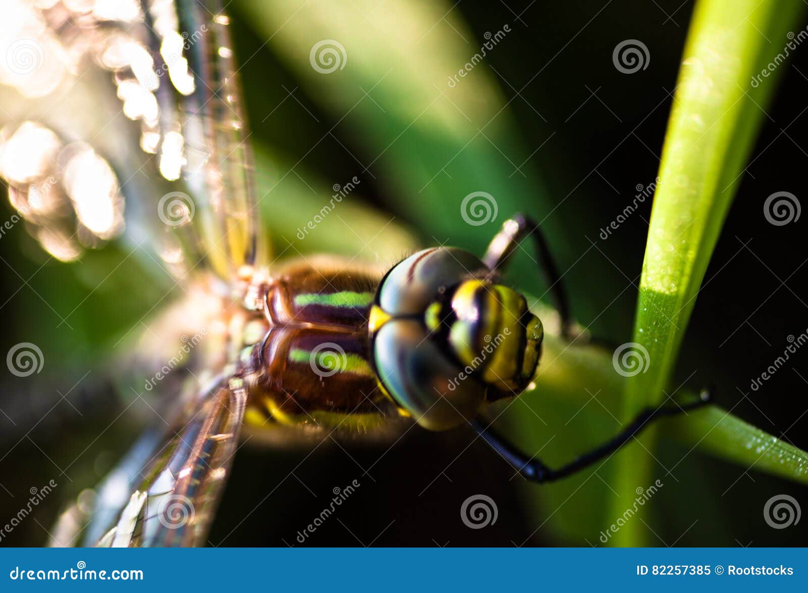 Libellula Che Si Siede Sull'erba Verde Immagine Stock - Immagine di ...