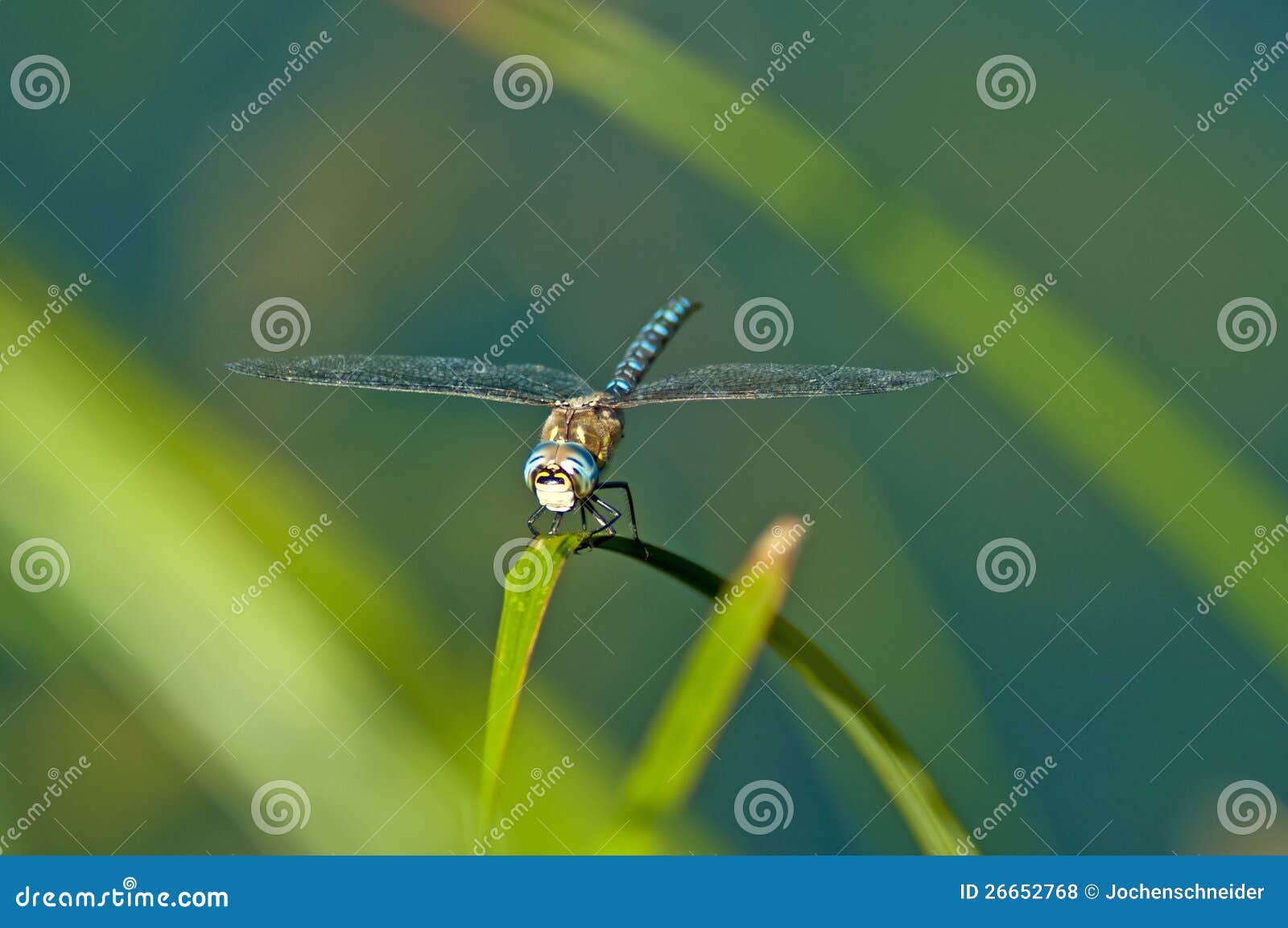 Libellula Dell'imperatore, Imperator Di Anax Fotografia Stock - Immagine di verde, nave: 26652768