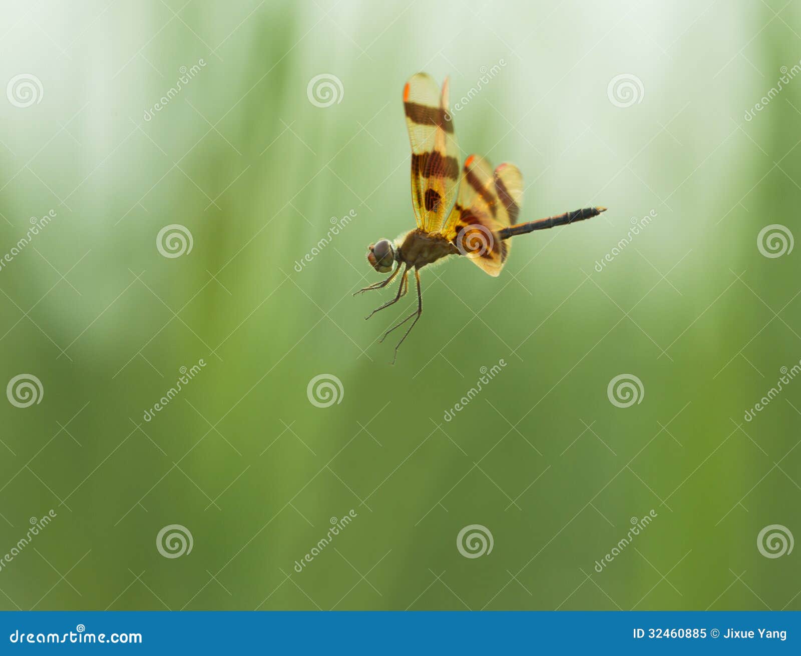 Libellula di volo immagine stock. Immagine di volo, piante - 32460885