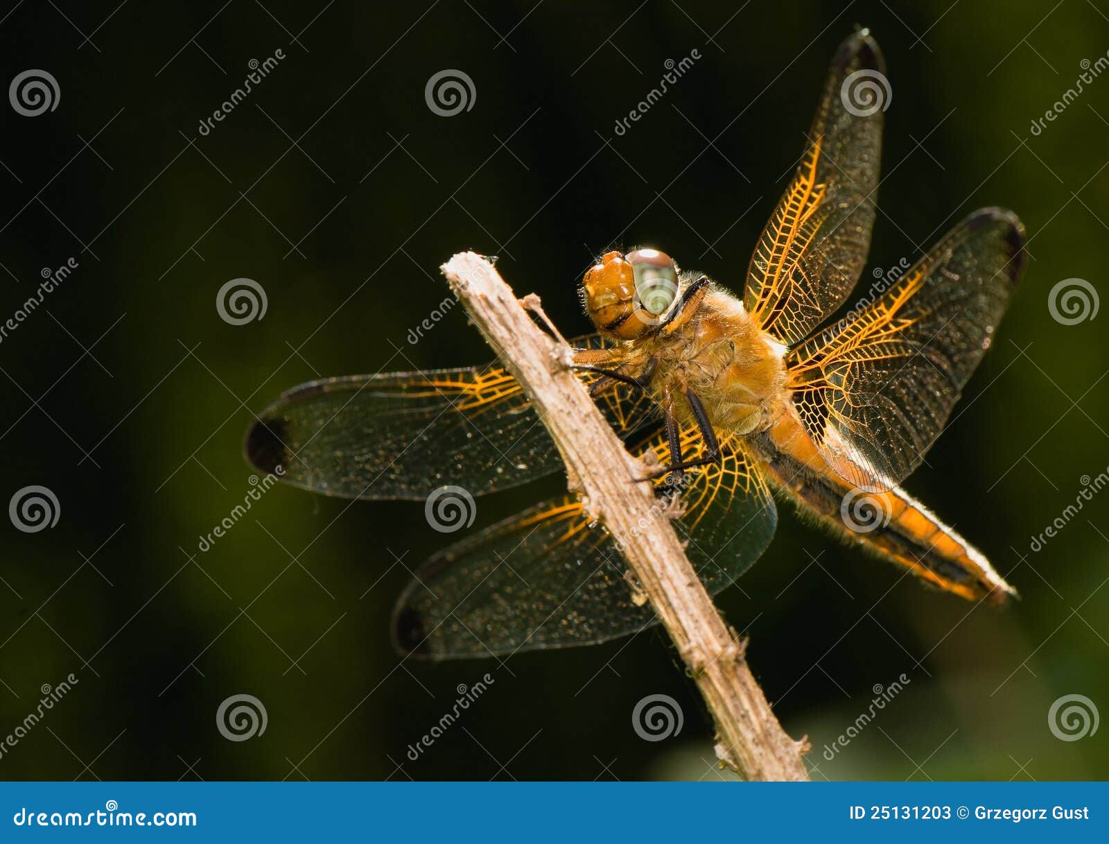 Libellula fulva stock image. Image of facetted, nature - 25131203