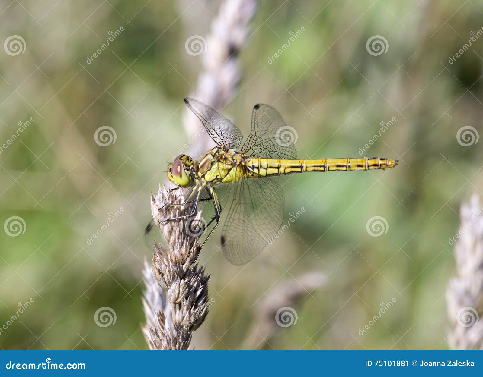 Libellula Fulva the Scarce Chaser Dragonfly Stock Image - Image of ...