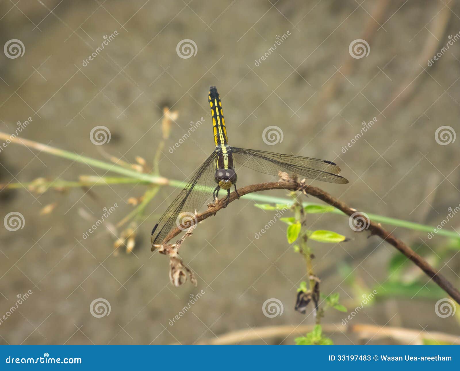 Libellula gialla e nera immagine stock. Immagine di volo - 33197483