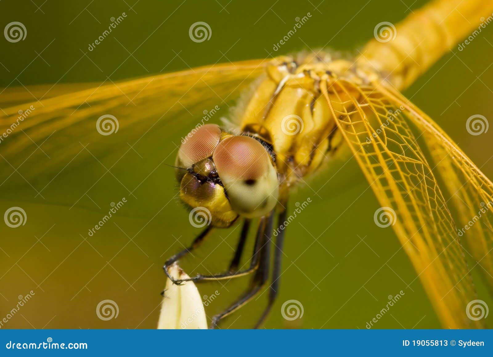 Libellula Gialla a Macroistruzione Immagine Stock - Immagine di ...
