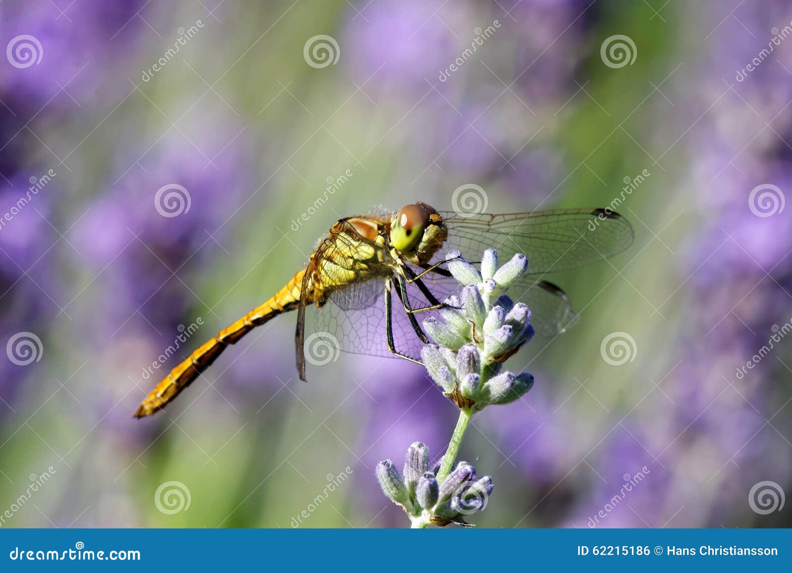 Libellula Gialla Su Un Fiore Viola Fotografia Stock - Immagine di occhi ...