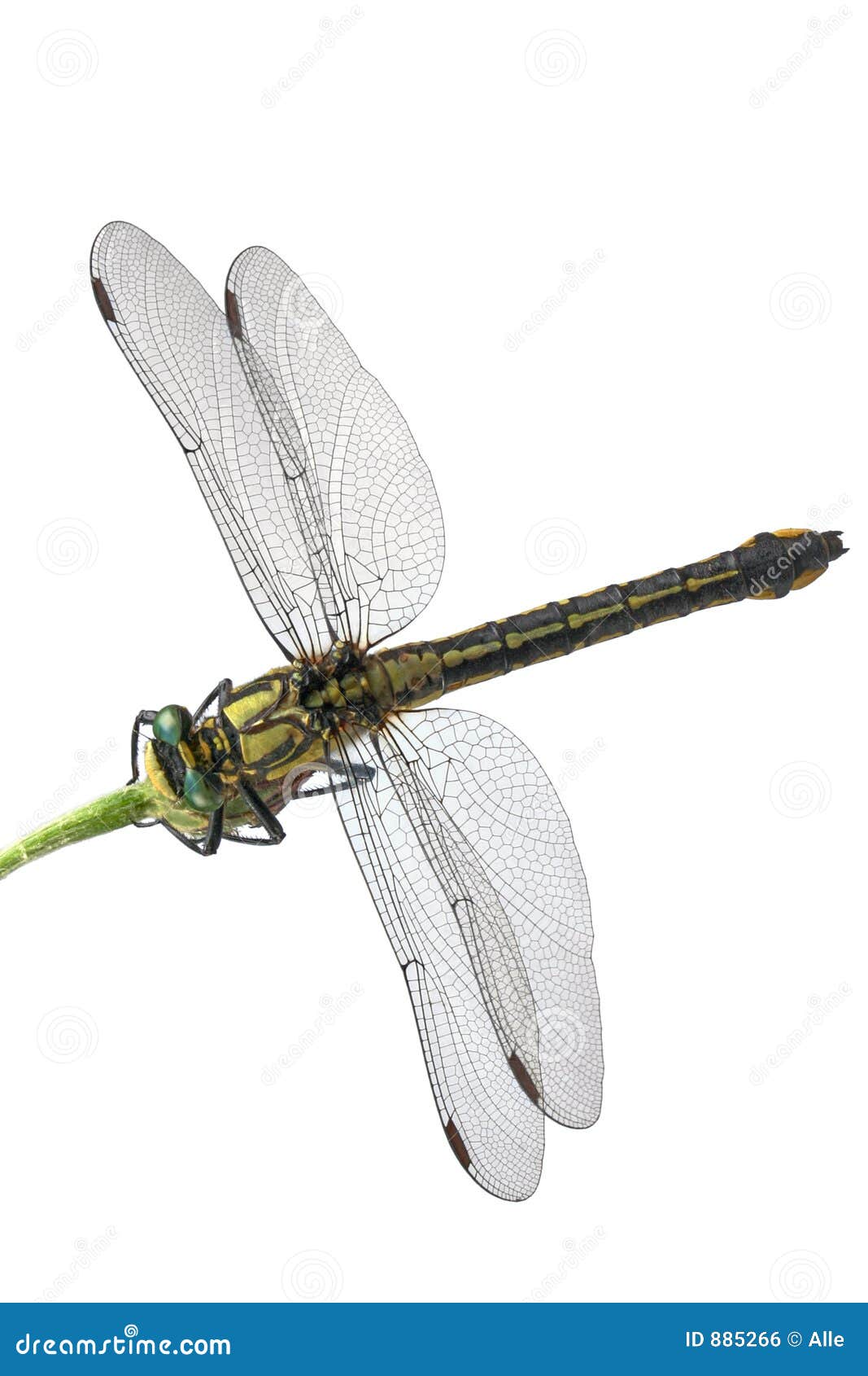 Libellula Green-eyed fotografia stock. Immagine di libellula - 885266