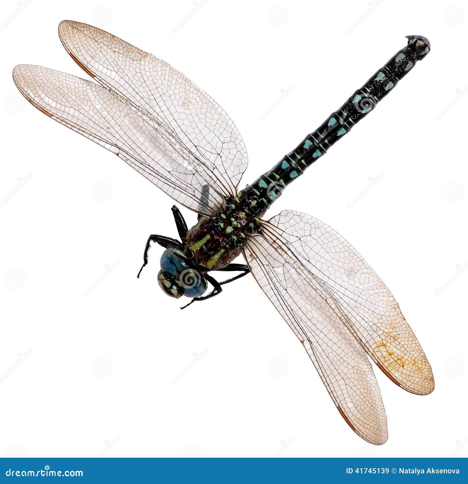 Libellula Isolata Su Fondo Bianco Immagine Stock - Immagine di ...