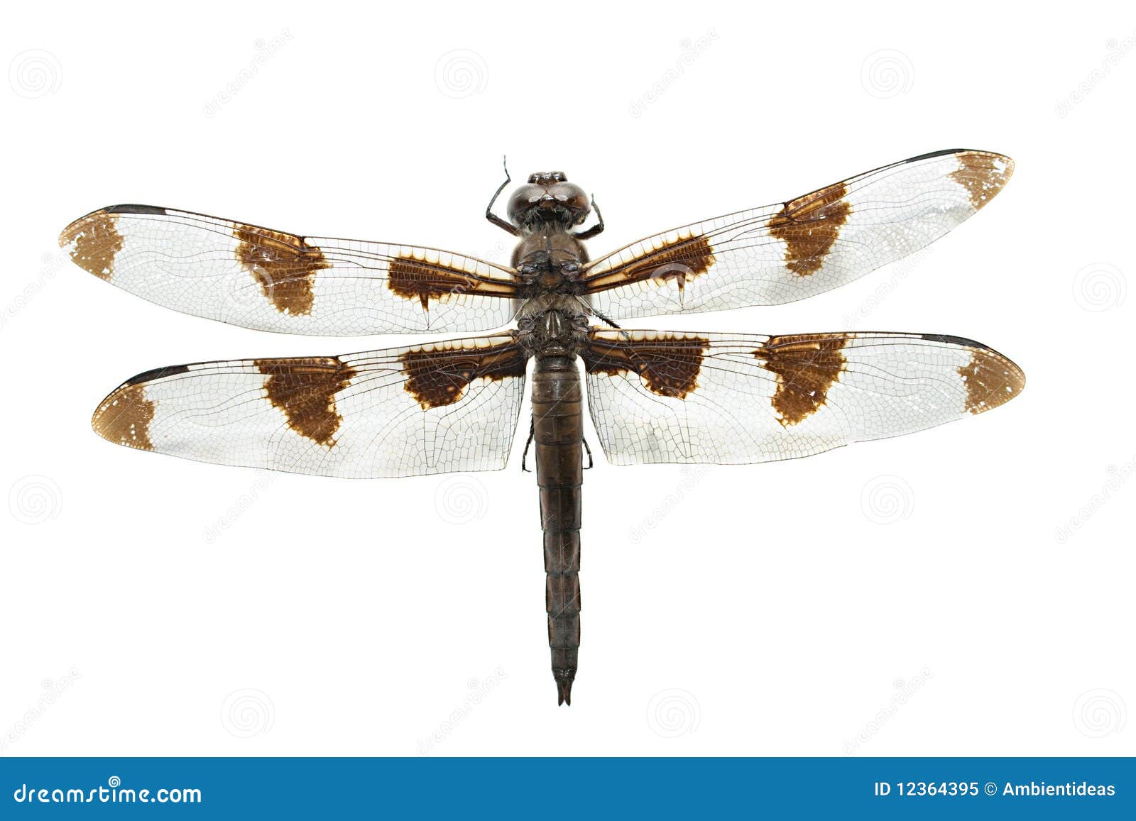 Libellula Isolted Su Bianco Immagine Stock - Immagine di corpo, torace ...
