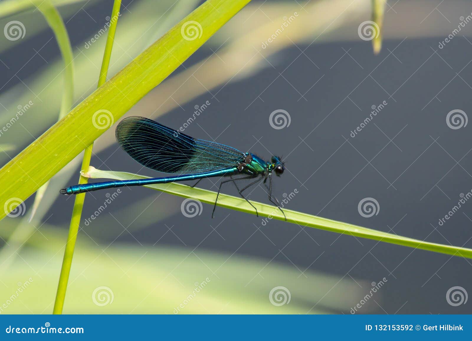 Libellula, Odonata Un Insetto Con Le Ali Fragili Fotografia Stock ...