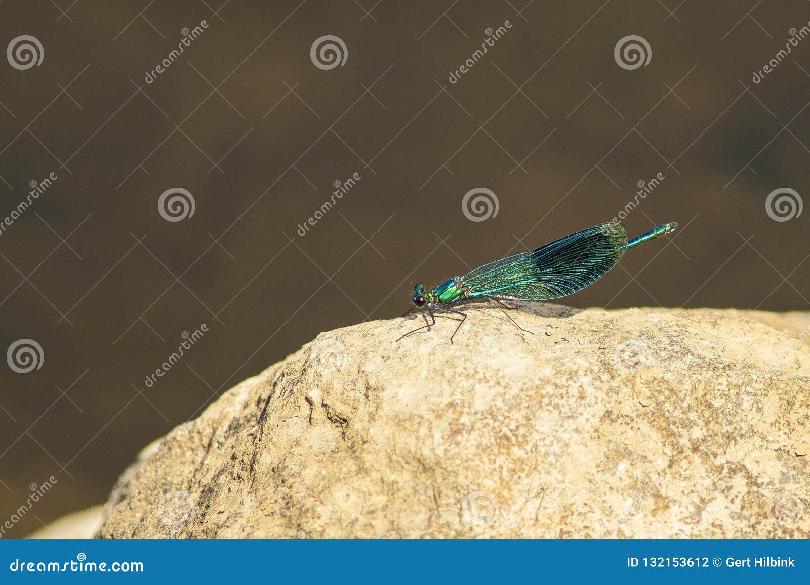 Libellula, Odonata Un Insetto Con Le Ali Fragili Fotografia Stock ...