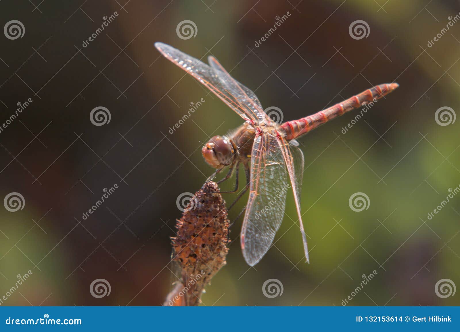Libellula, Odonata Un Insetto Con Le Ali Fragili Fotografia Stock ...