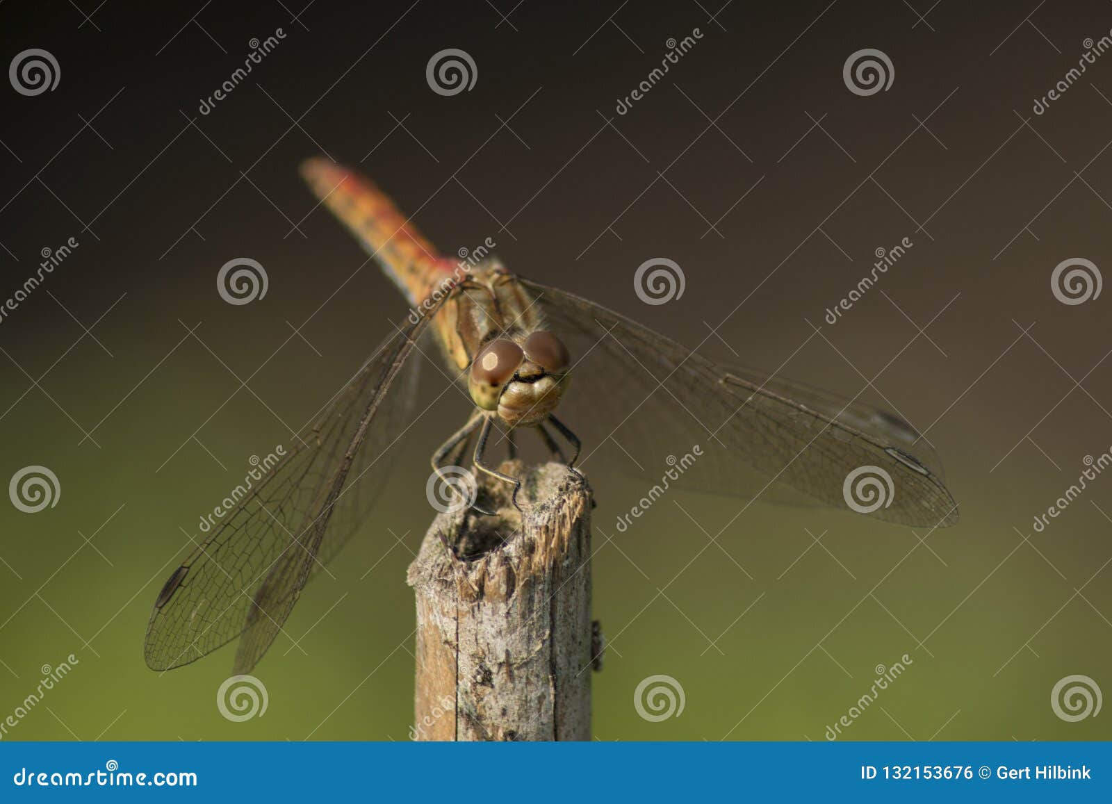 Libellula, Odonata Un Insetto Con Le Ali Fragili Fotografia Stock ...