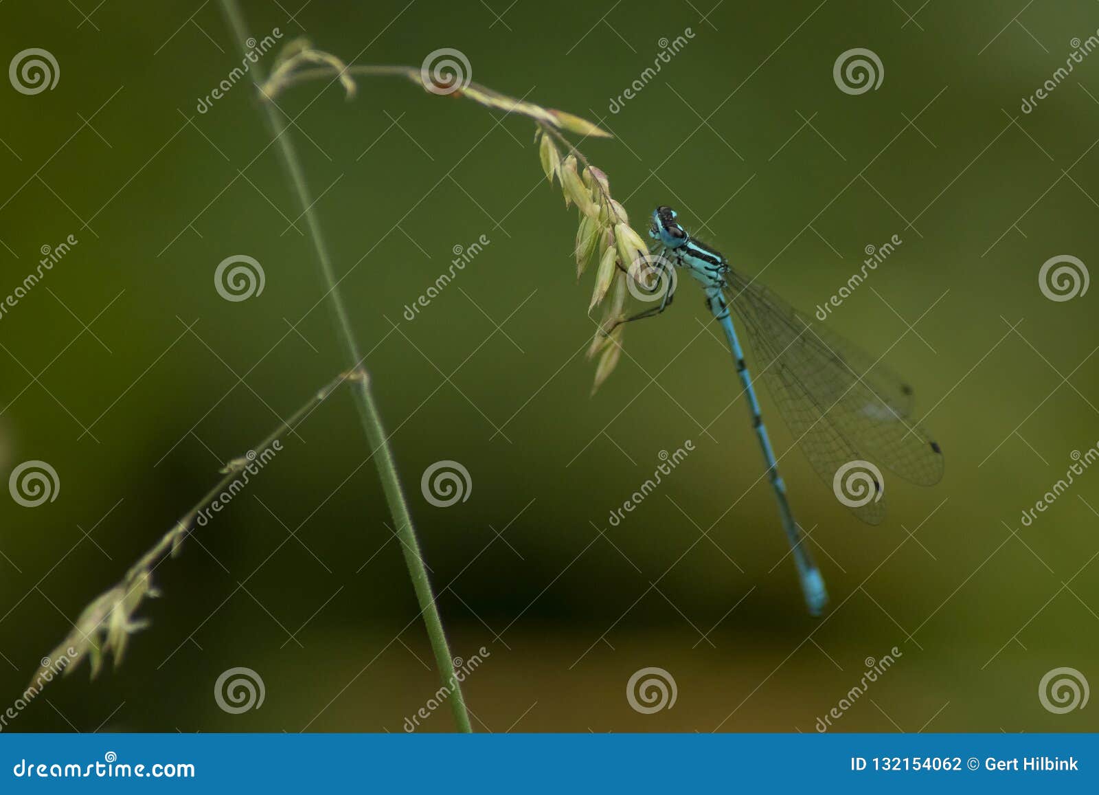 Libellula, Odonata Un Insetto Con Le Ali Fragili Fotografia Stock ...