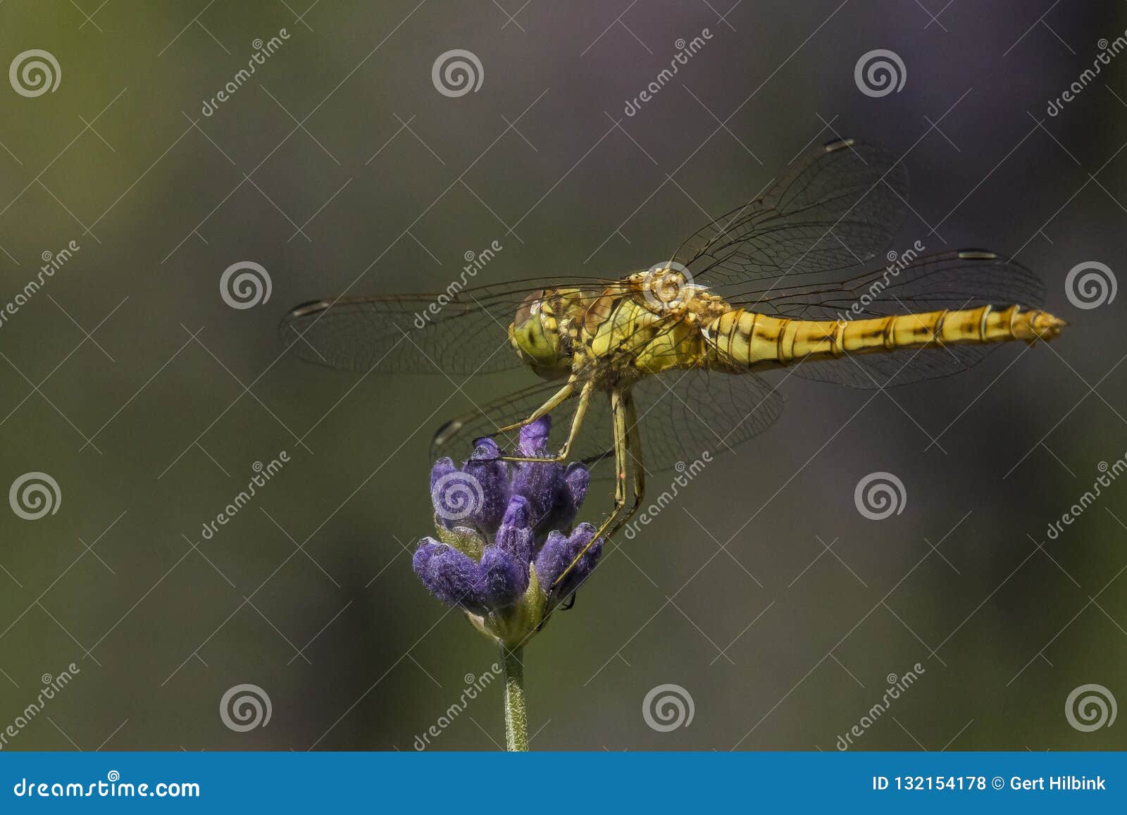 Libellula, Odonata Un Insetto Con Le Ali Fragili Fotografia Stock ...
