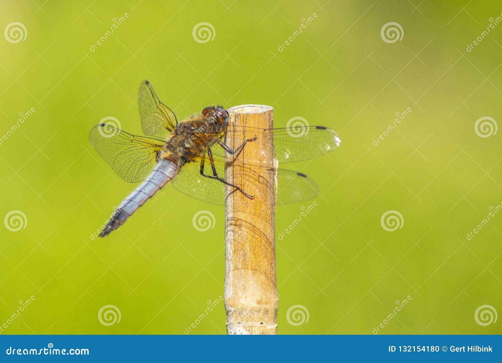 Libellula, Odonata Un Insetto Con Le Ali Fragili Fotografia Stock ...
