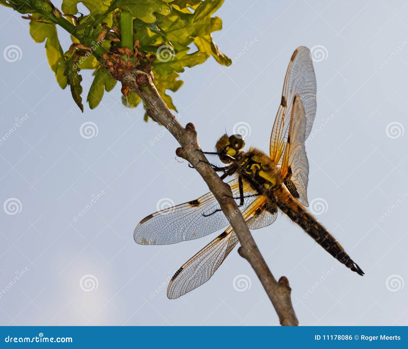 Libellula Quadrimaculata Dragonfly High in the Sky Stock Photo - Image ...
