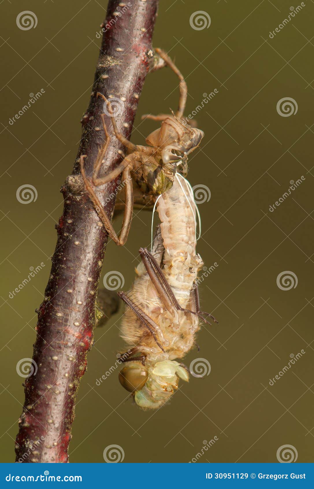 Libellula quadrimaculata stock image. Image of mouthparts - 30951129