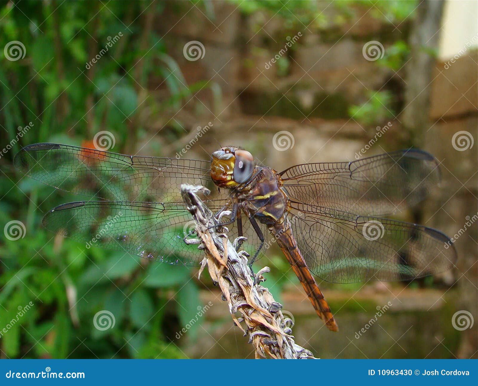 Libellula rossa fotografia stock. Immagine di natura - 10963430
