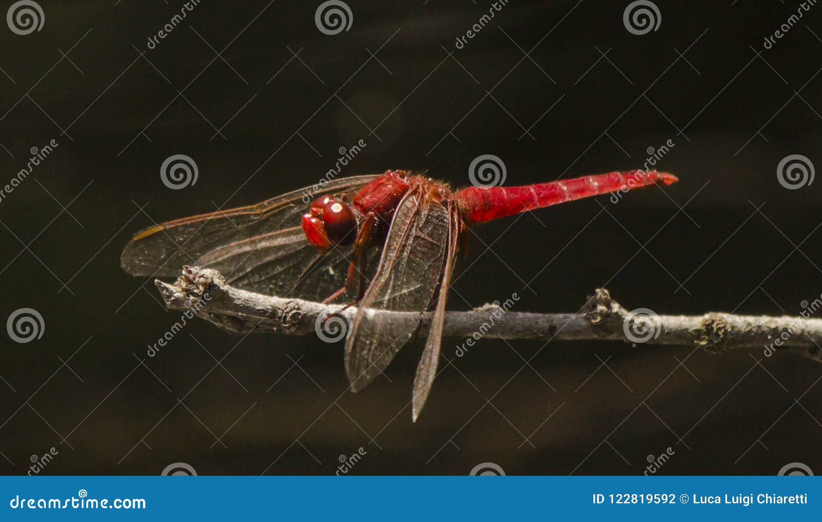 Libellula rossa fotografia stock. Immagine di grande - 122819592