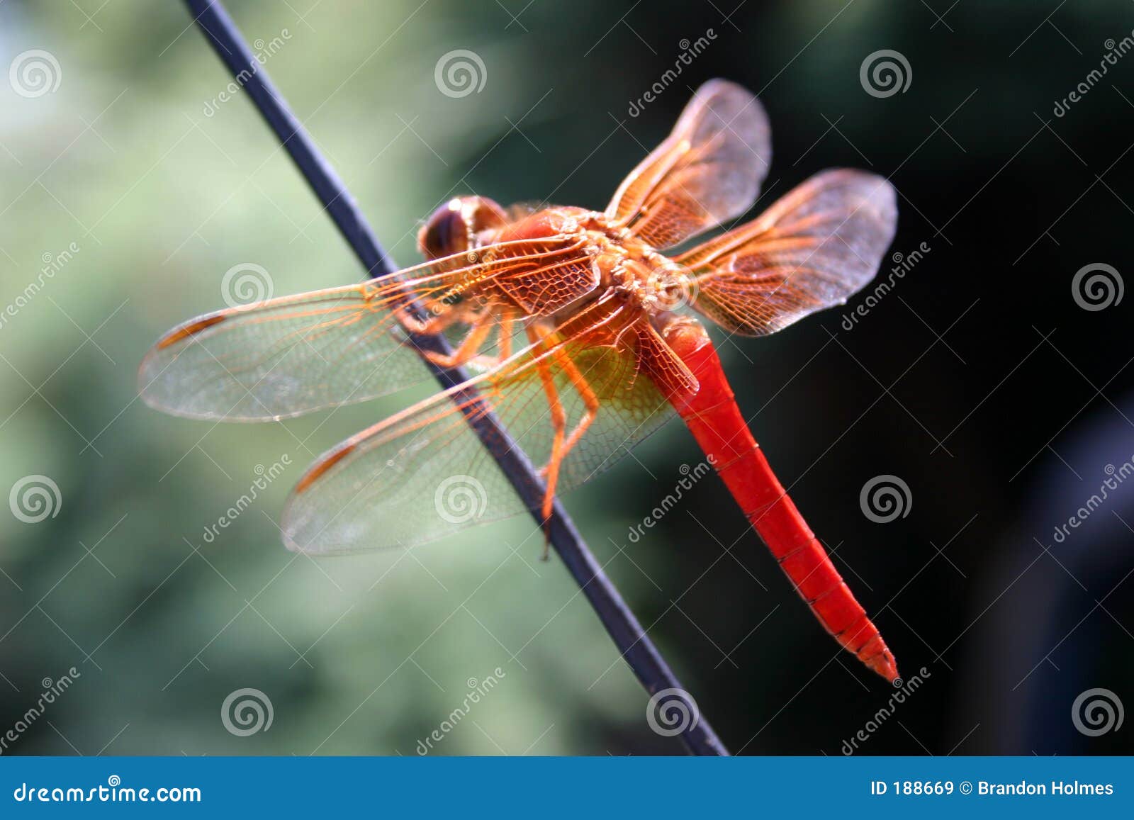 Libellula rossa immagine stock. Immagine di collegare, arancione - 188669