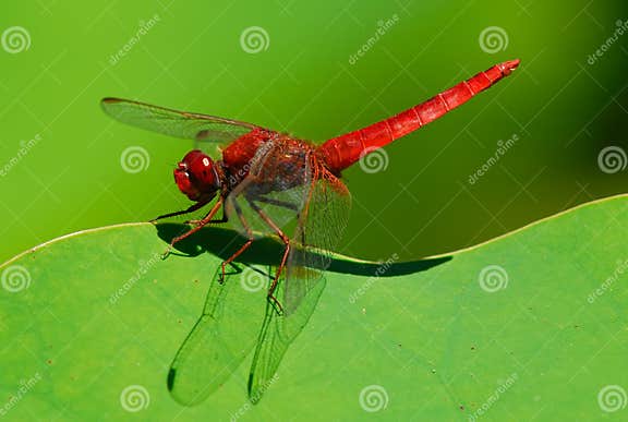 Libellula rossa fotografia stock. Immagine di contrasto - 3804354