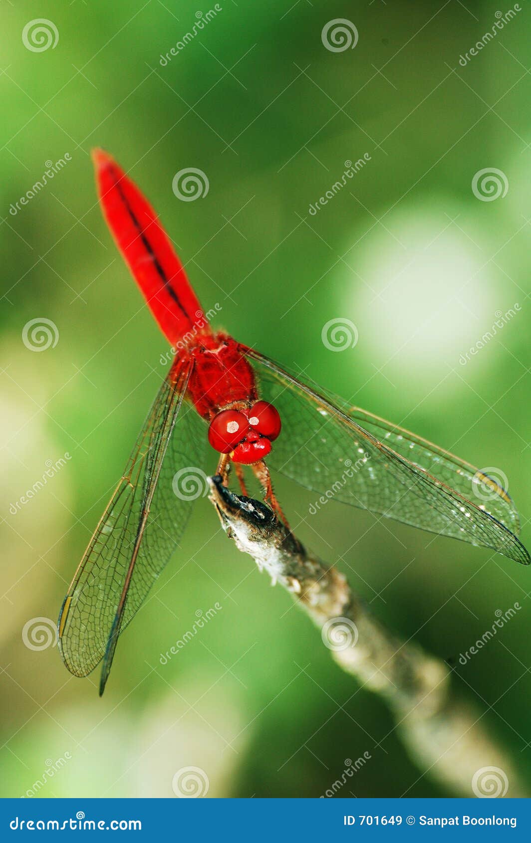 Libellula rossa. immagine stock. Immagine di verde, tropicale - 701649