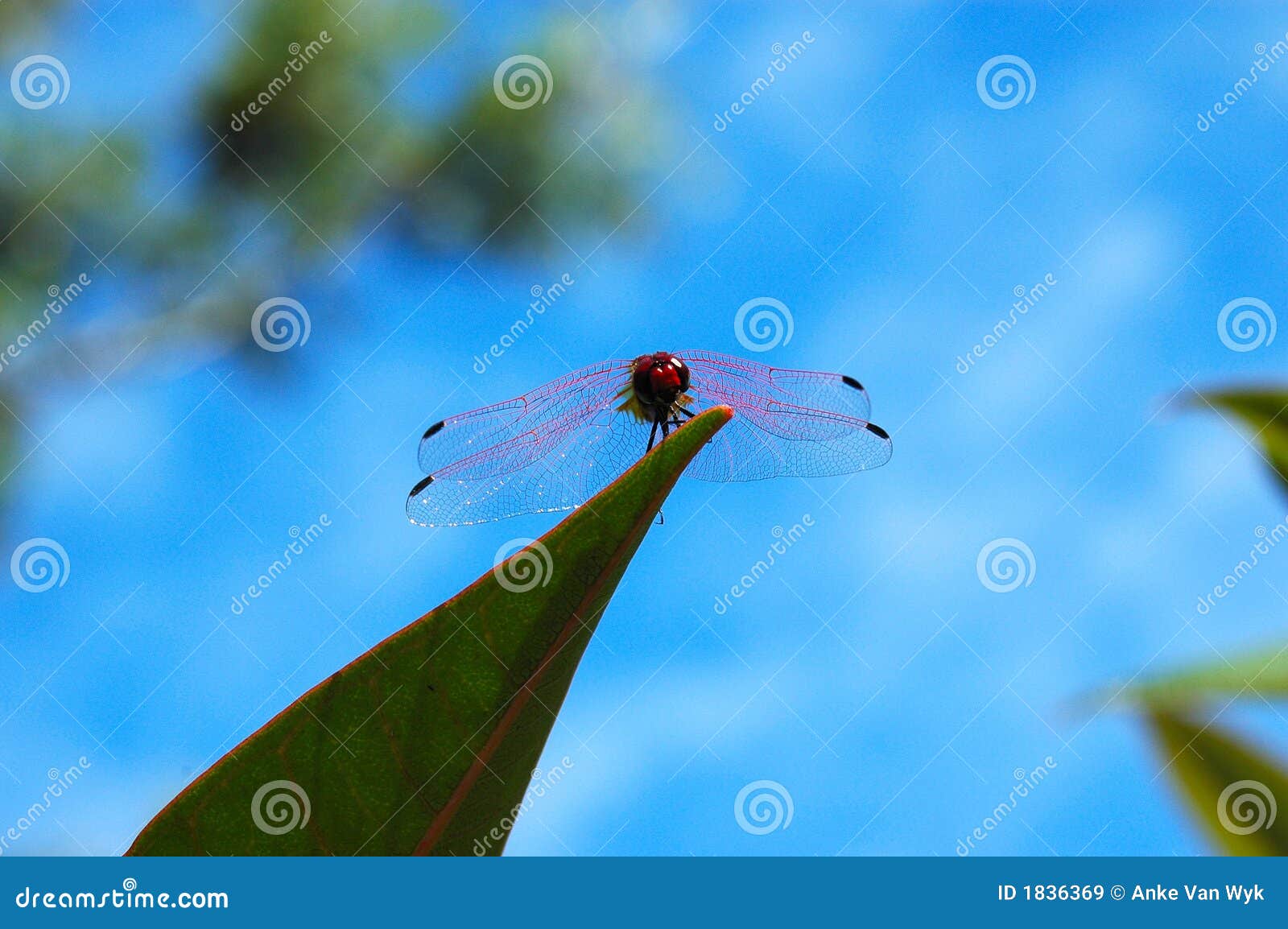 Libellula rossa africana immagine stock. Immagine di chiusura - 1836369