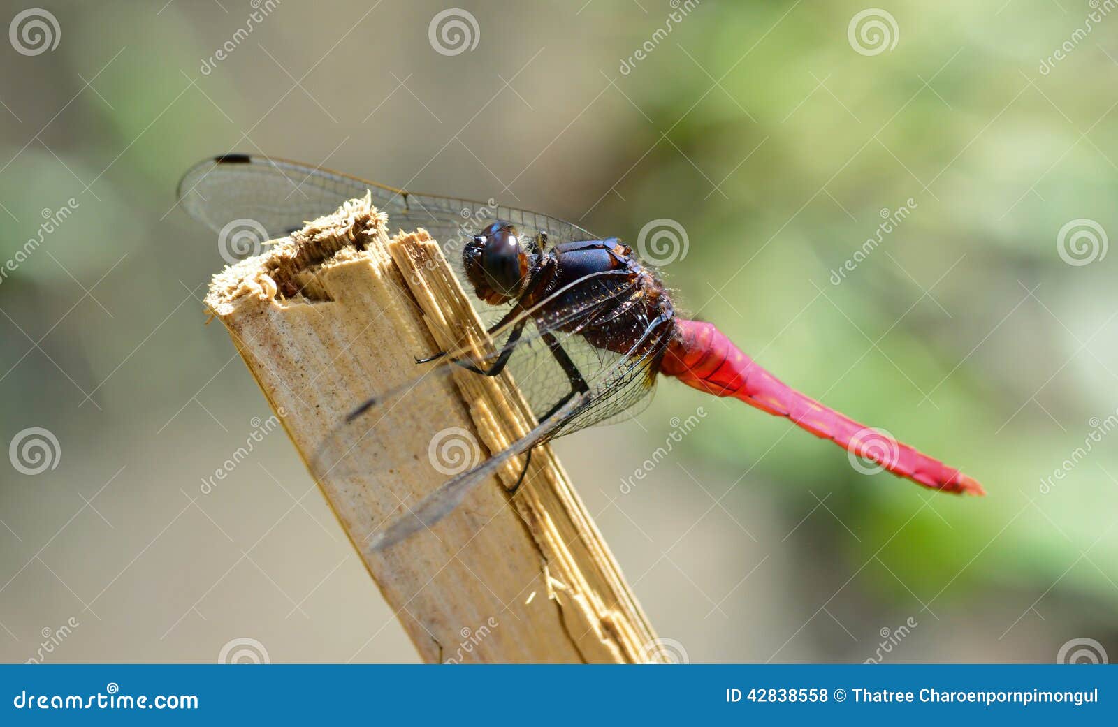 Libellula Rossa Della Coda Che Appende Un Bastone Fotografia Stock ...