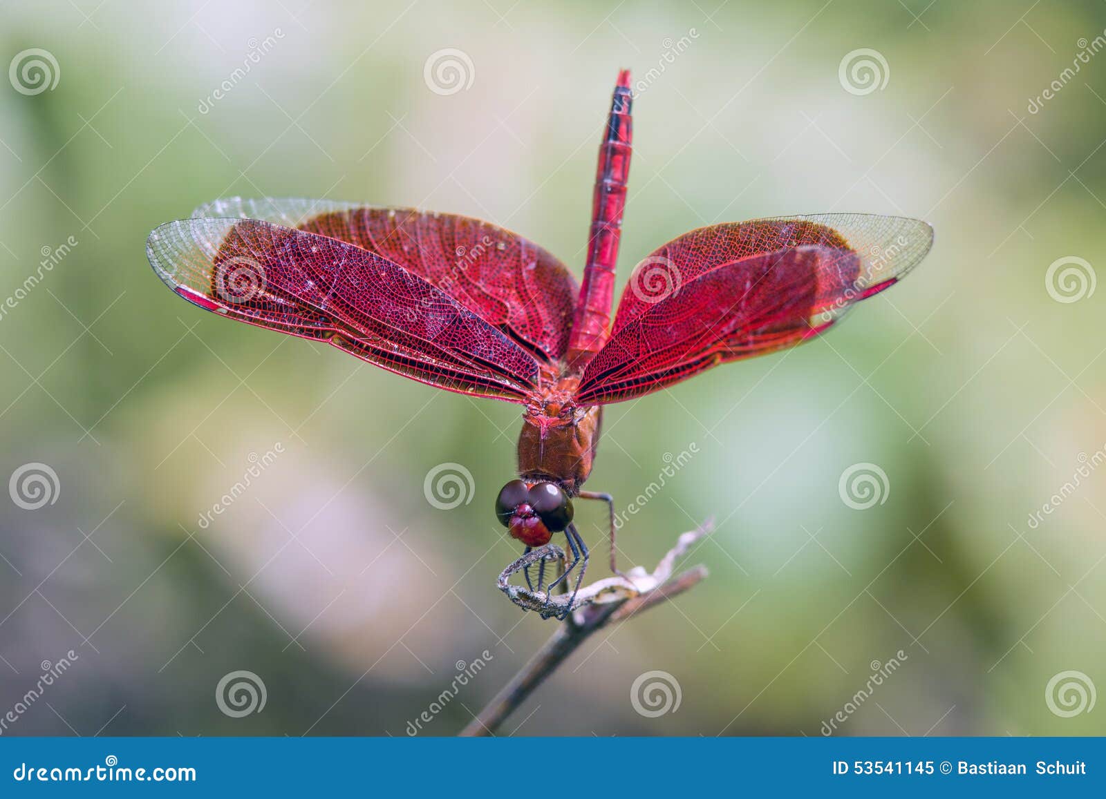 Libellula rossa elegante immagine stock. Immagine di salute - 53541145