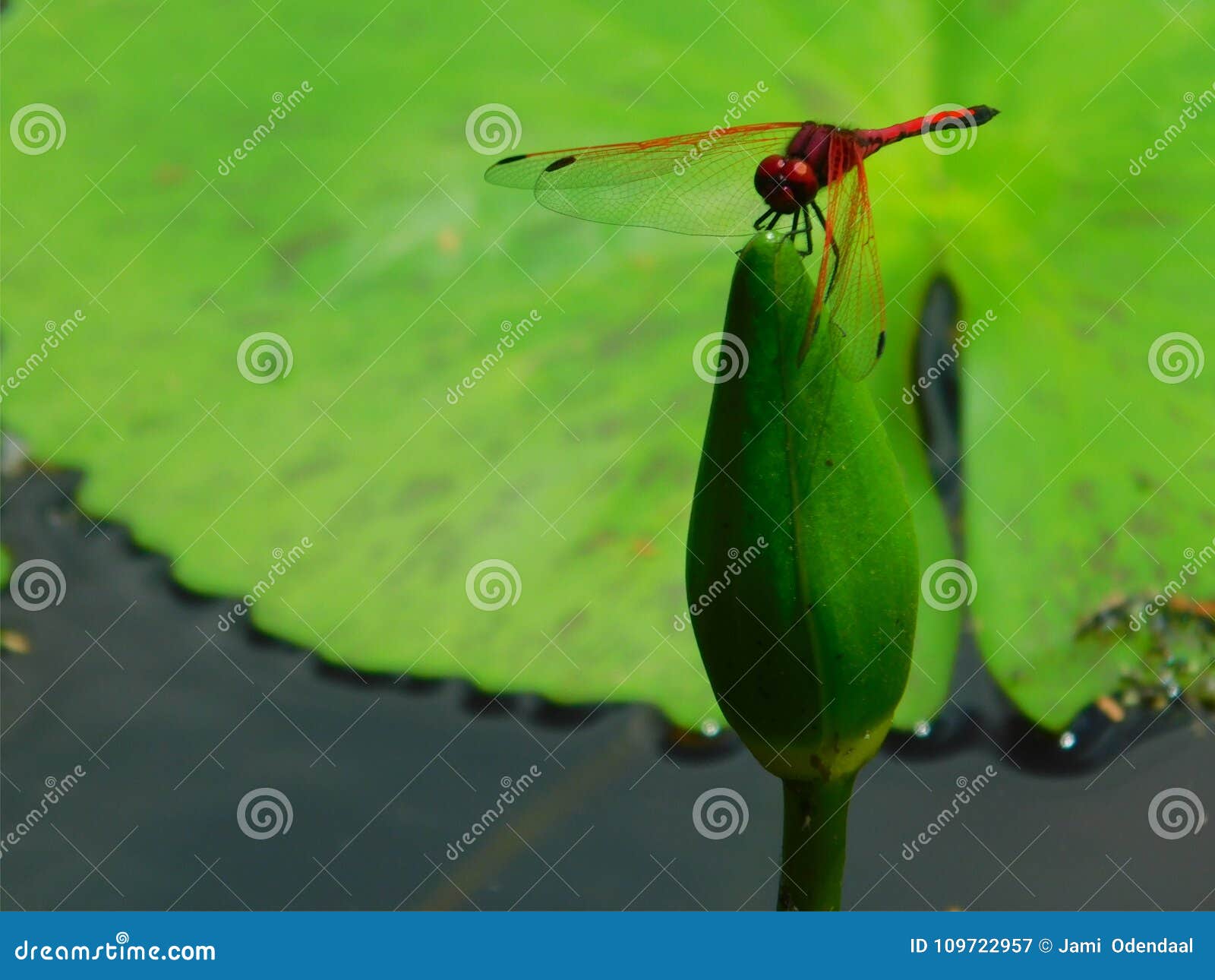 Libellula Rossa Sul Germoglio Della Ninfea Immagine Stock - Immagine di ...