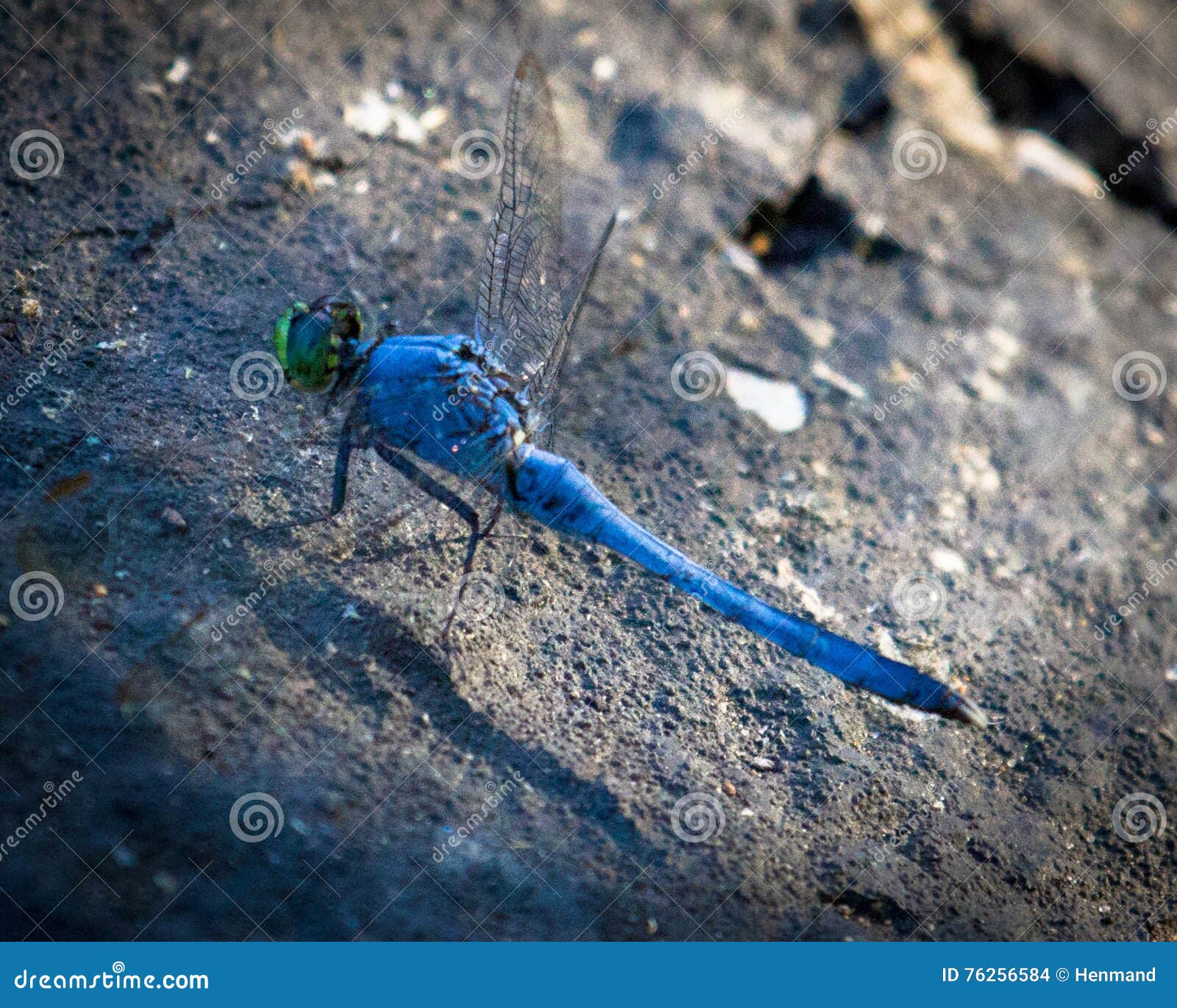 Libellula a Strisce Blu Con La Testa Di Verde Fotografia Stock ...