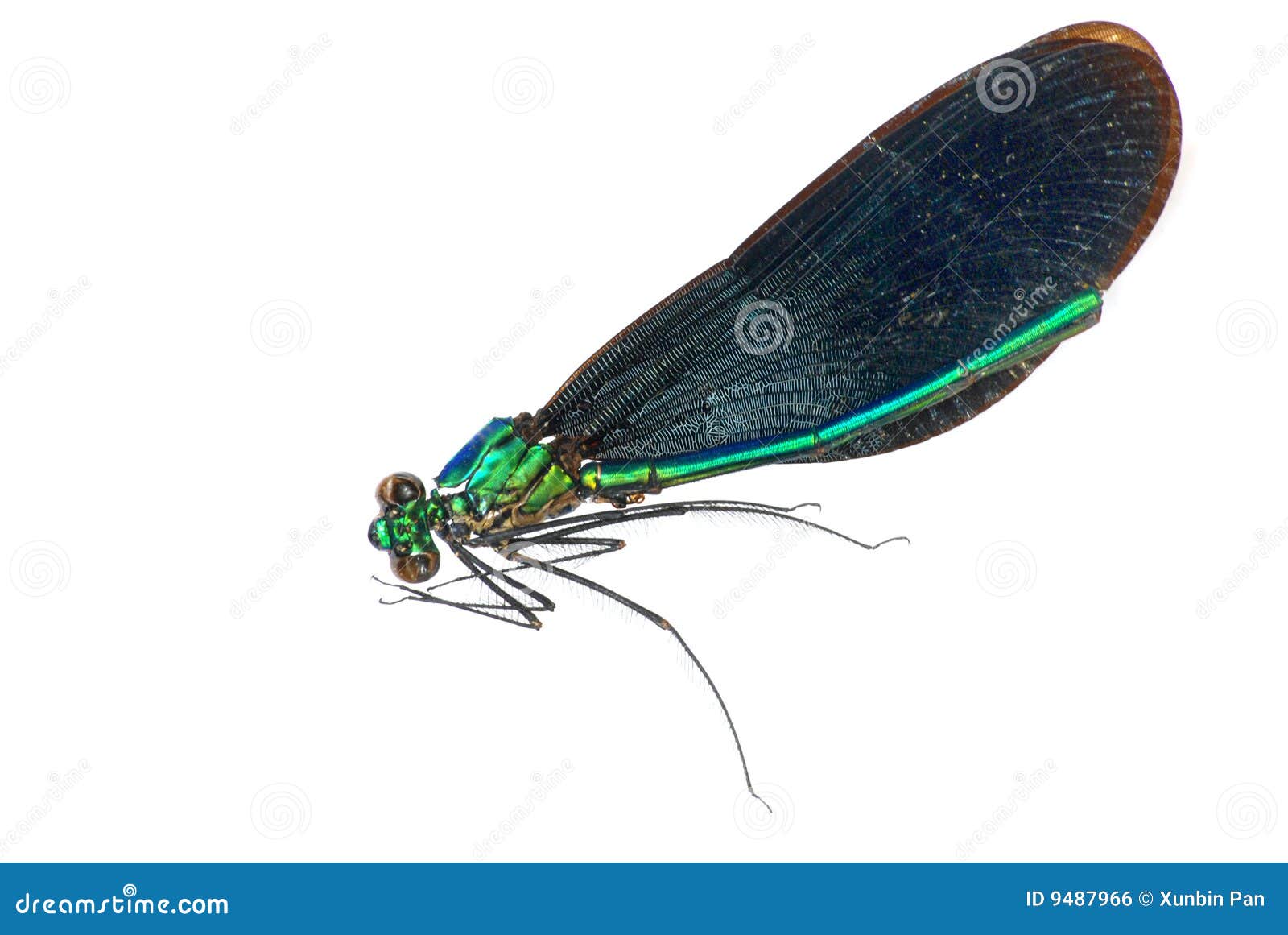 Libellula su bianco fotografia stock. Immagine di fragile - 9487966