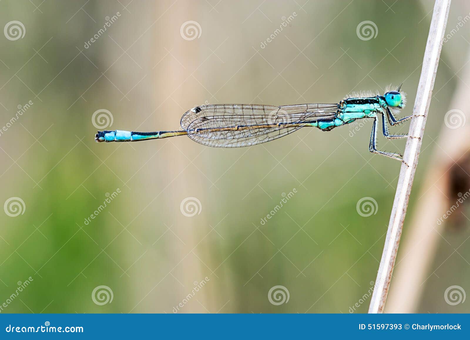 Libellula Su Un Ramo, Grande Dettaglio Immagine Stock - Immagine di ...
