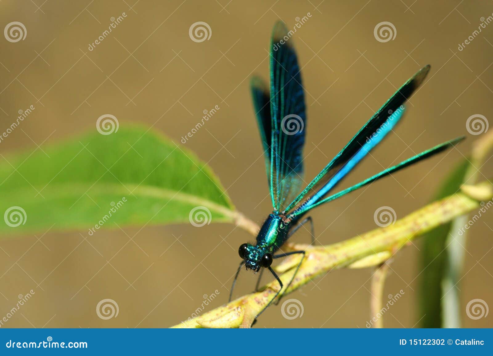 Libellula Su Una Filiale Che Prepara Volare Fotografia Stock - Immagine ...