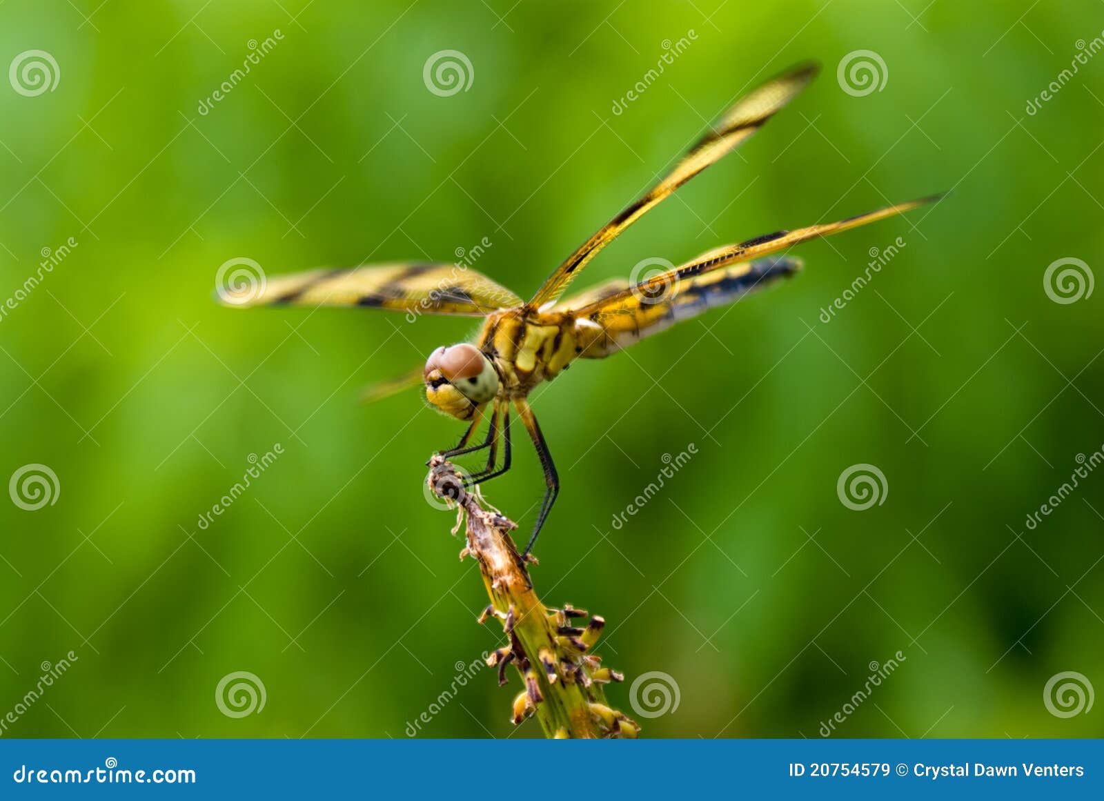 Libellule image stock. Image du écumoire, libellule, yeux - 20754579