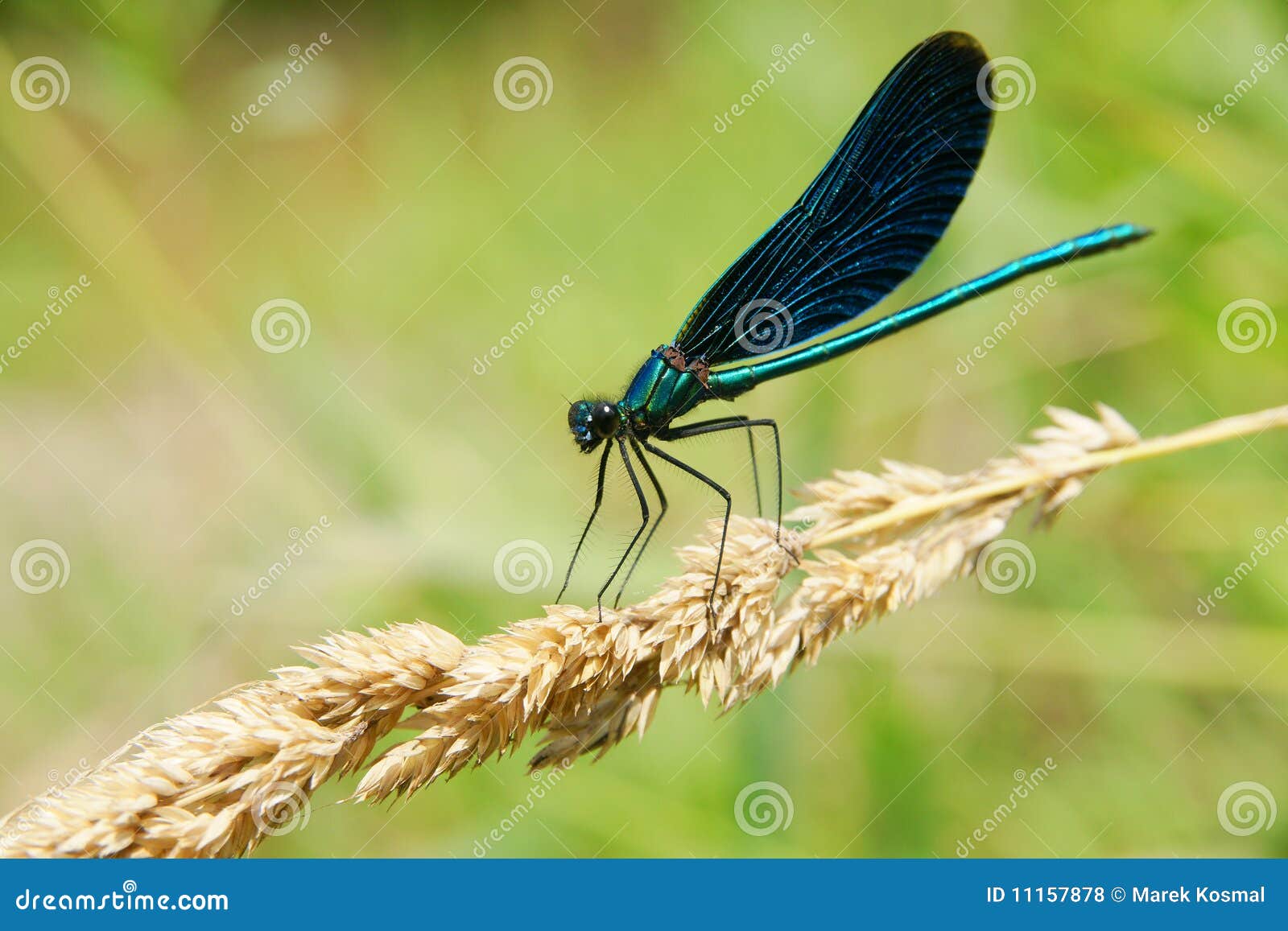 Libellule bleue photo stock. Image du aile, herbe, brillant - 11157878