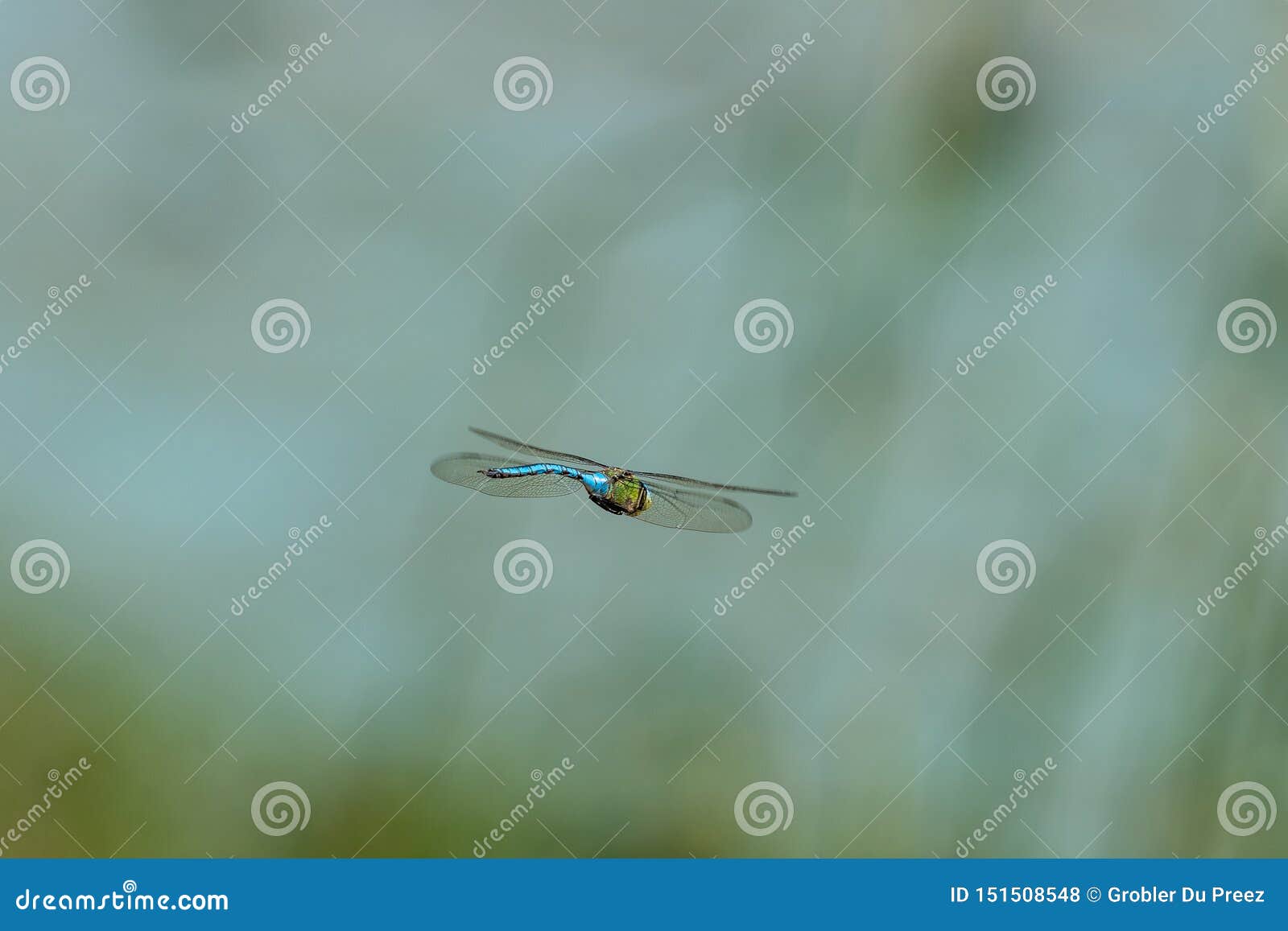 Libellule Bleue D'empereur En Vol Photo stock - Image du faune ...