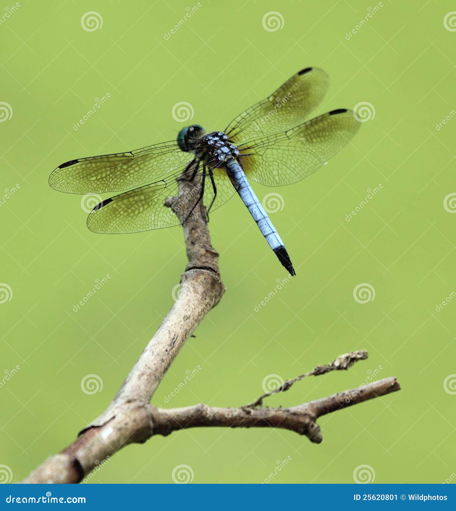 Libellule bleue de Dasher image stock. Image du animal - 25620801