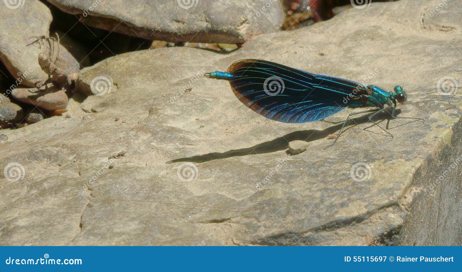 Libellule Bleue, Vierge De Calopteryx Image stock - Image du bleu ...