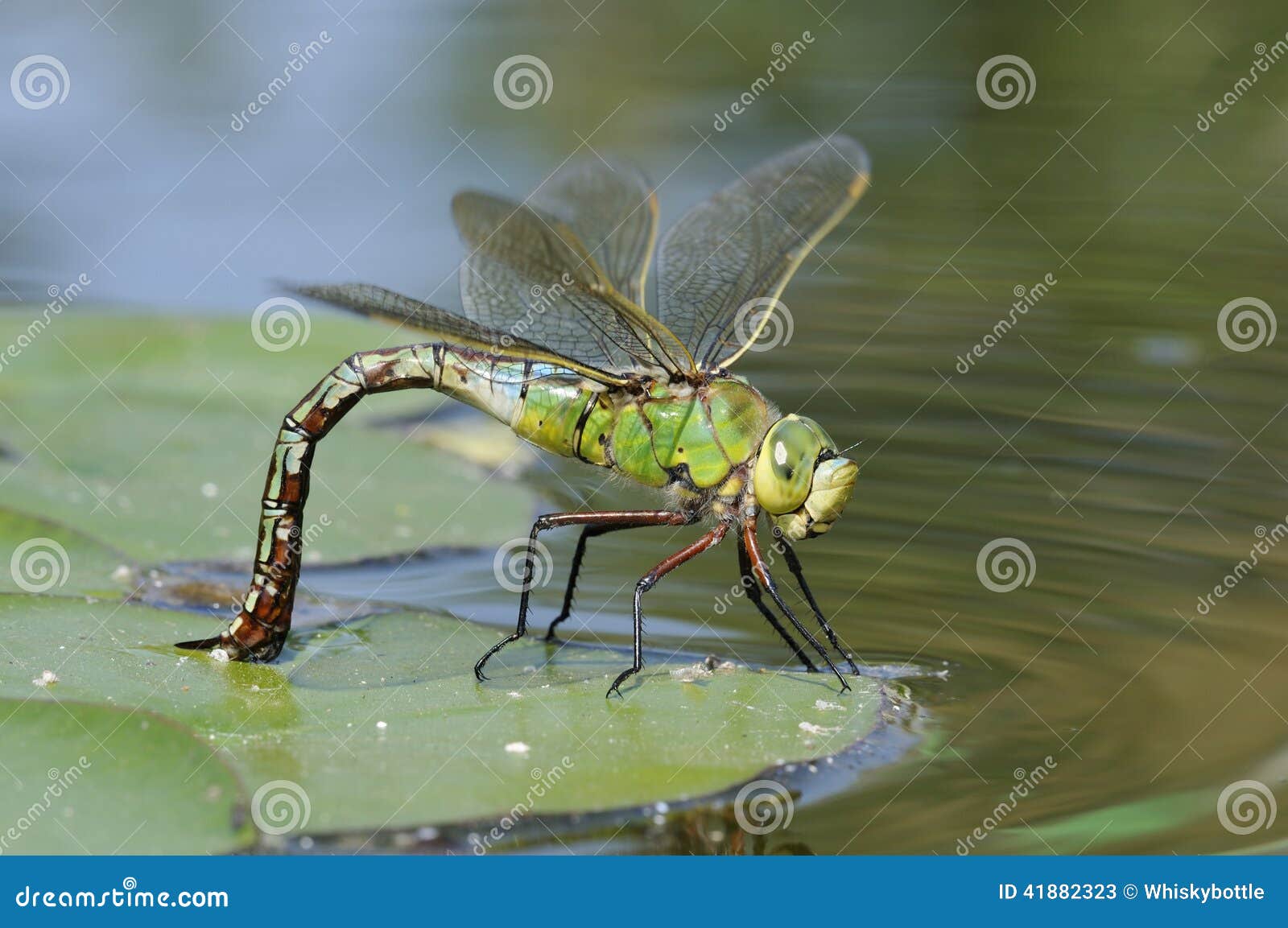 Libellule d'empereur image stock. Image du faune, vert - 41882323