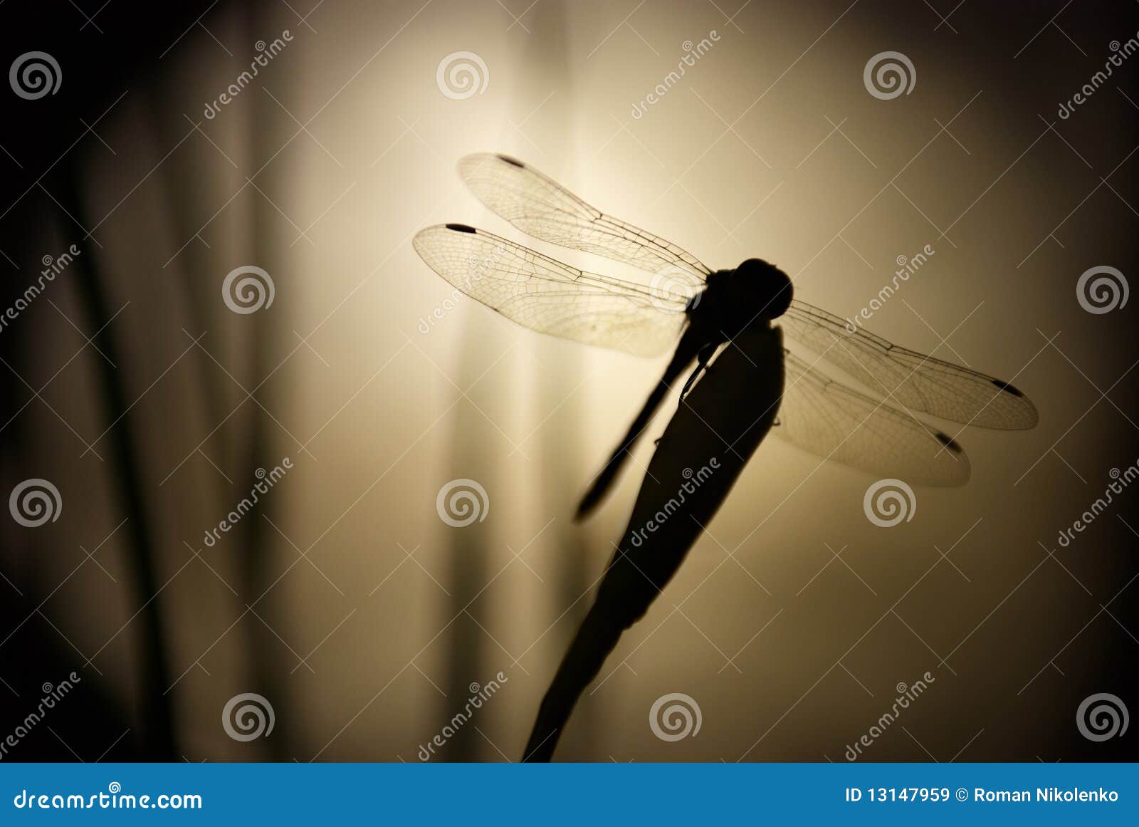 Libellule dans la nuit image stock. Image du wallpaper - 13147959