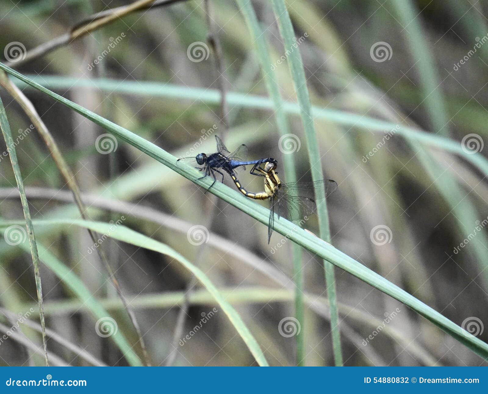 Libellule de accouplement photo stock. Image du accouplement - 54880832